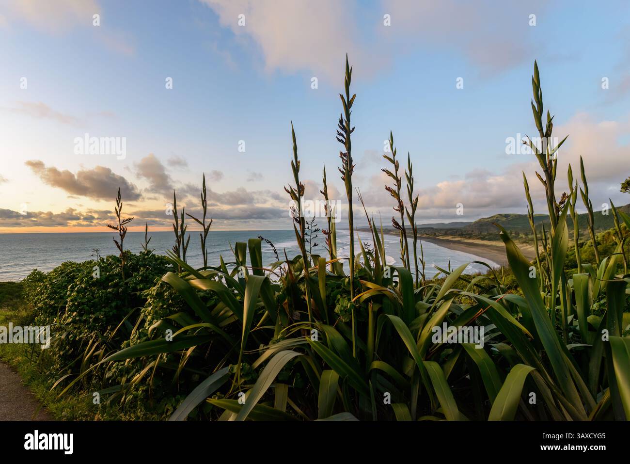Native New Zealand Flax (Harakeke) in full bloom at sunset. Muriwai ...