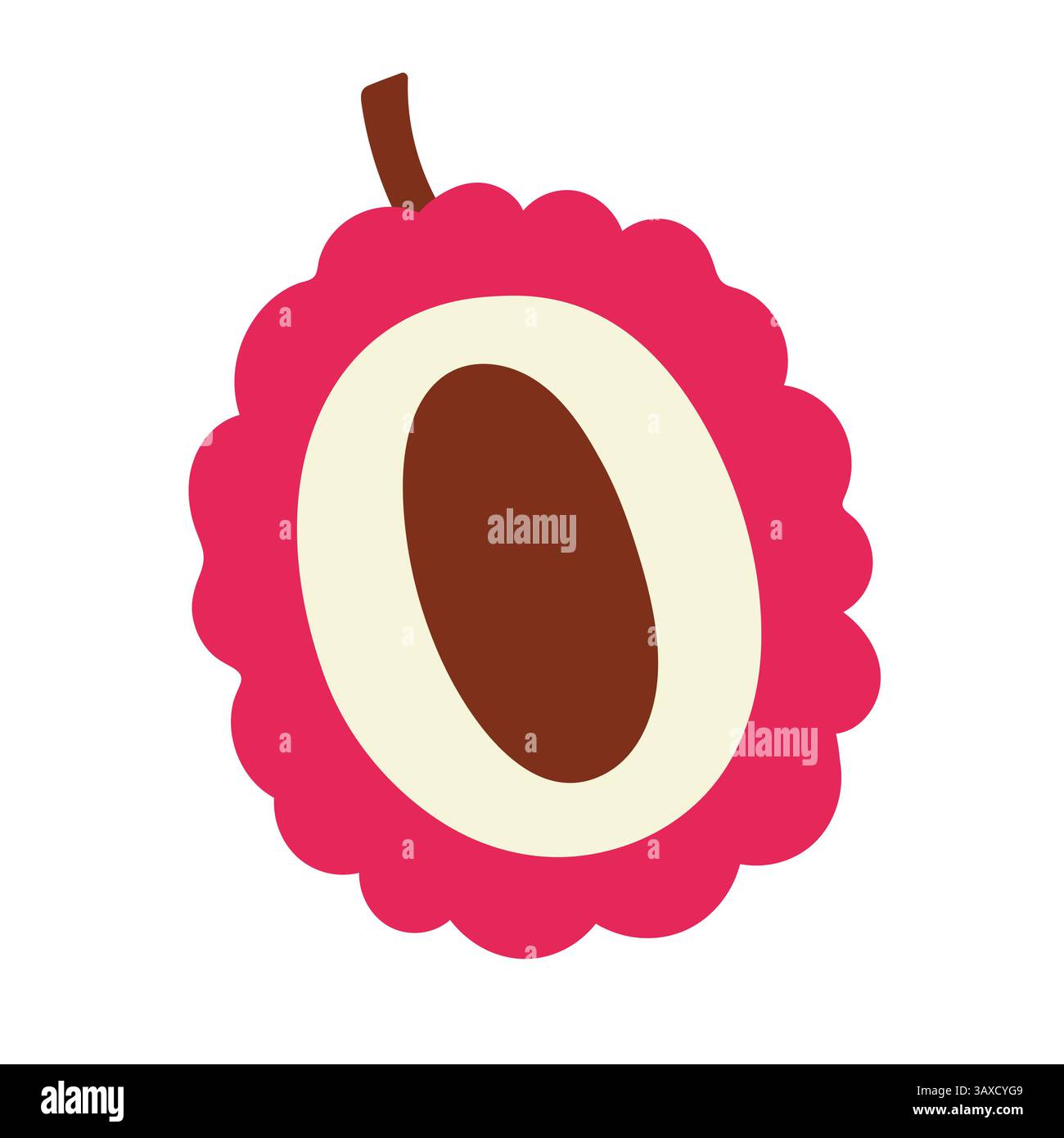 Lychee half fruit hand drawn vector illustration Stock Vector Image ...