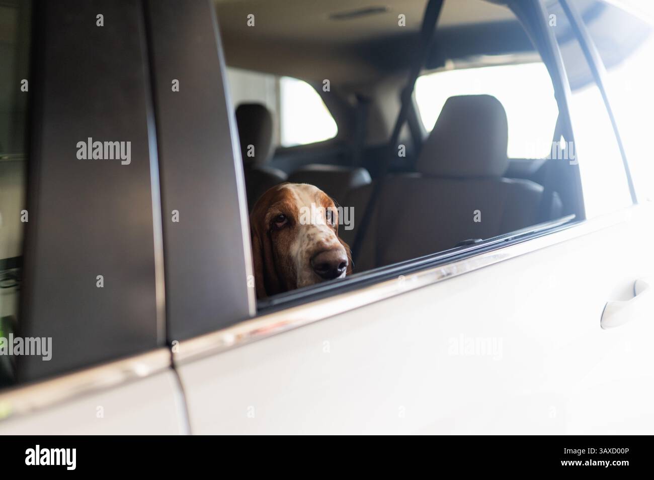 Dog peeks head over side of car window waiting to go for a car ride ...