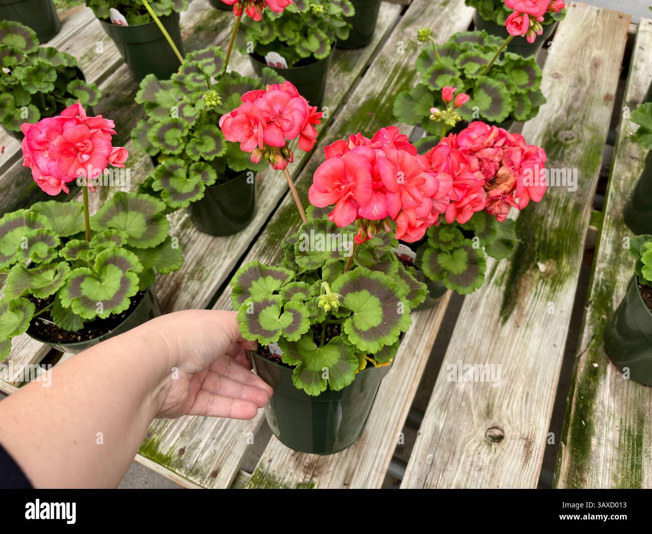 Hand holding potted geranium with bright pink blooms on wooden bench ...