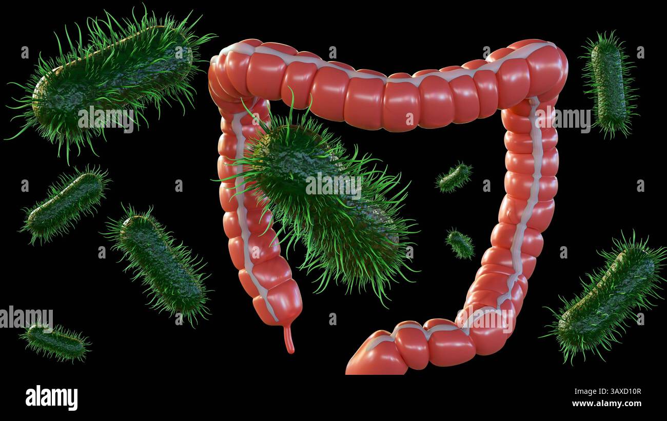 A 3d rendering of the human colon or large intestine and pathogenic ...
