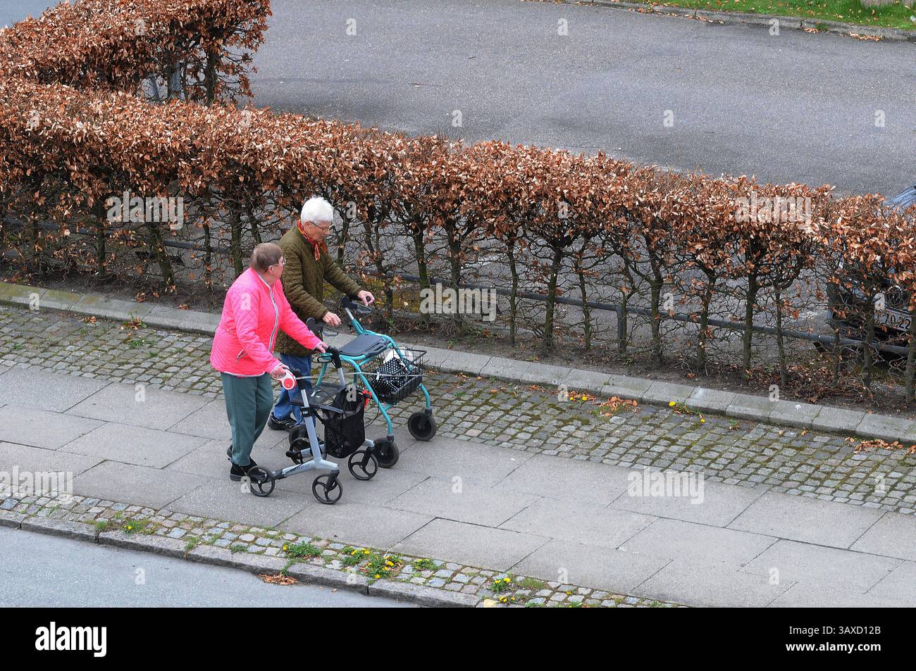 Copenhagen/ Denmark/21 APRIL 2025 Senior citizen walking pets in ...