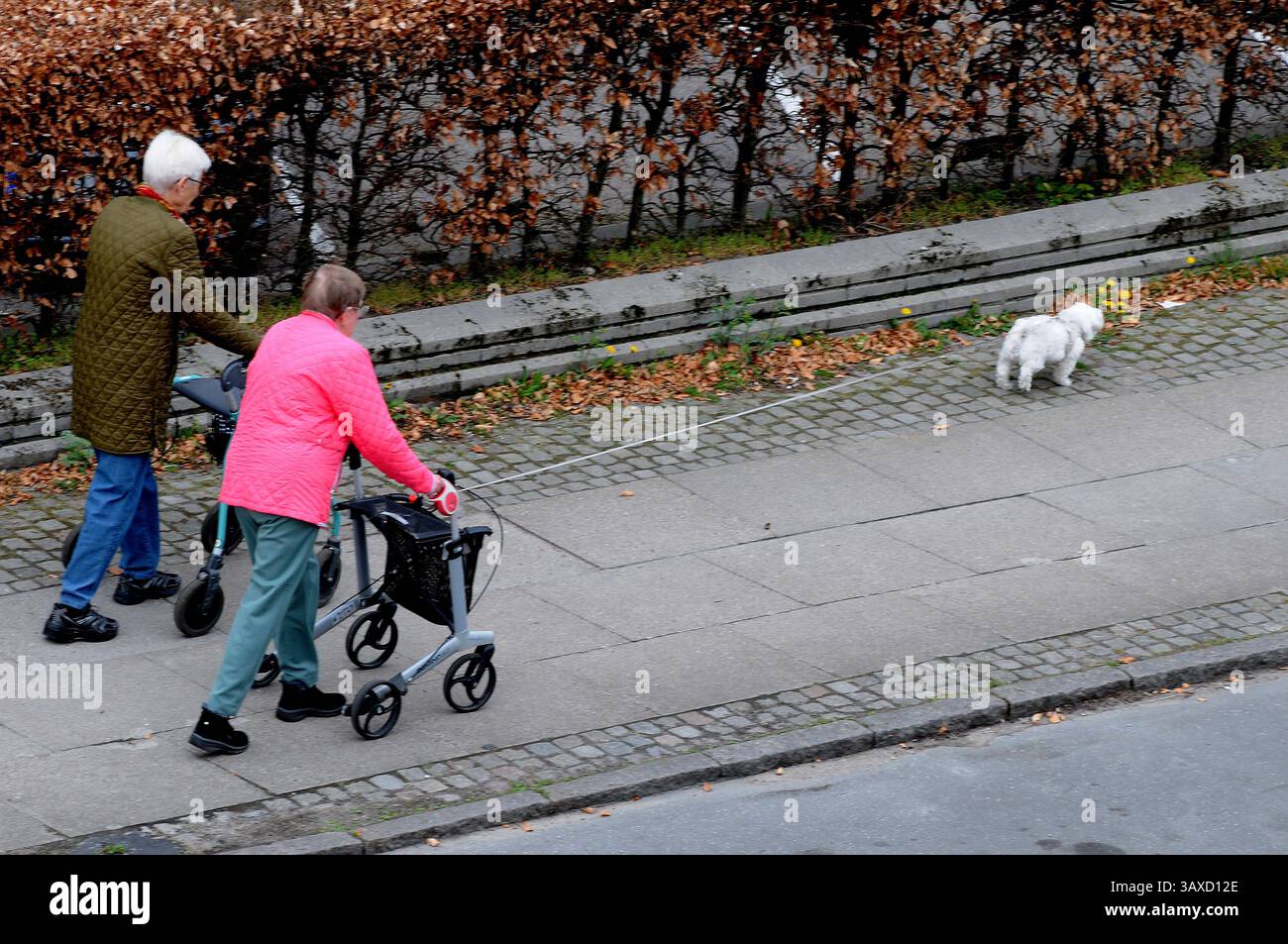 Copenhagen/ Denmark/21 APRIL 2025 Senior citizen walking pets in ...