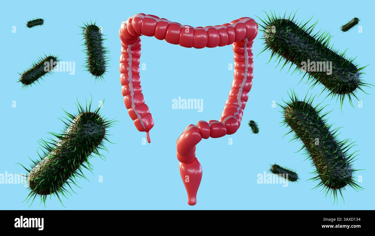 Human intestinal bacteria hi-res stock photography and images - Alamy