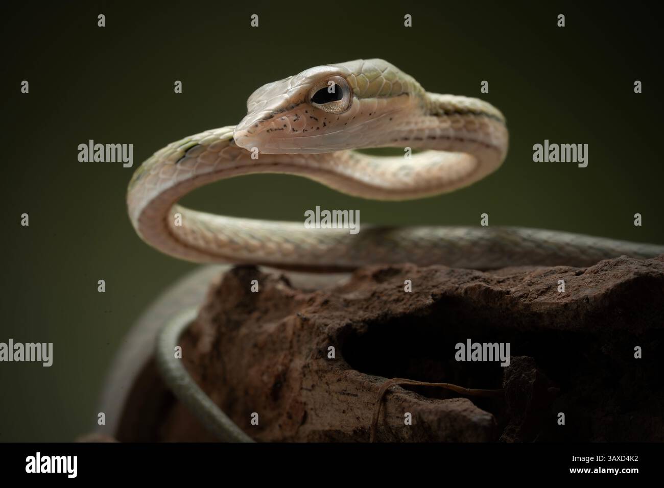 Asian Vine Snake (Ahaetulla prasina) is a species of snake Stock Photo ...