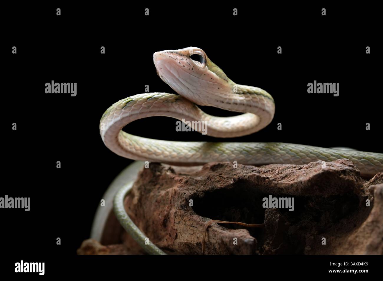Asian Vine Snake (Ahaetulla prasina) is a species of snake Stock Photo ...