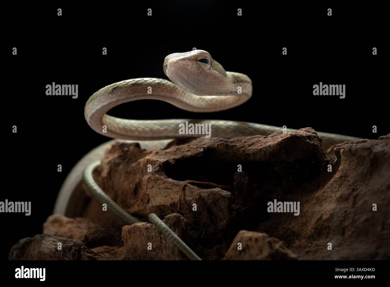 Asian Vine Snake (Ahaetulla prasina) is a species of snake Stock Photo ...