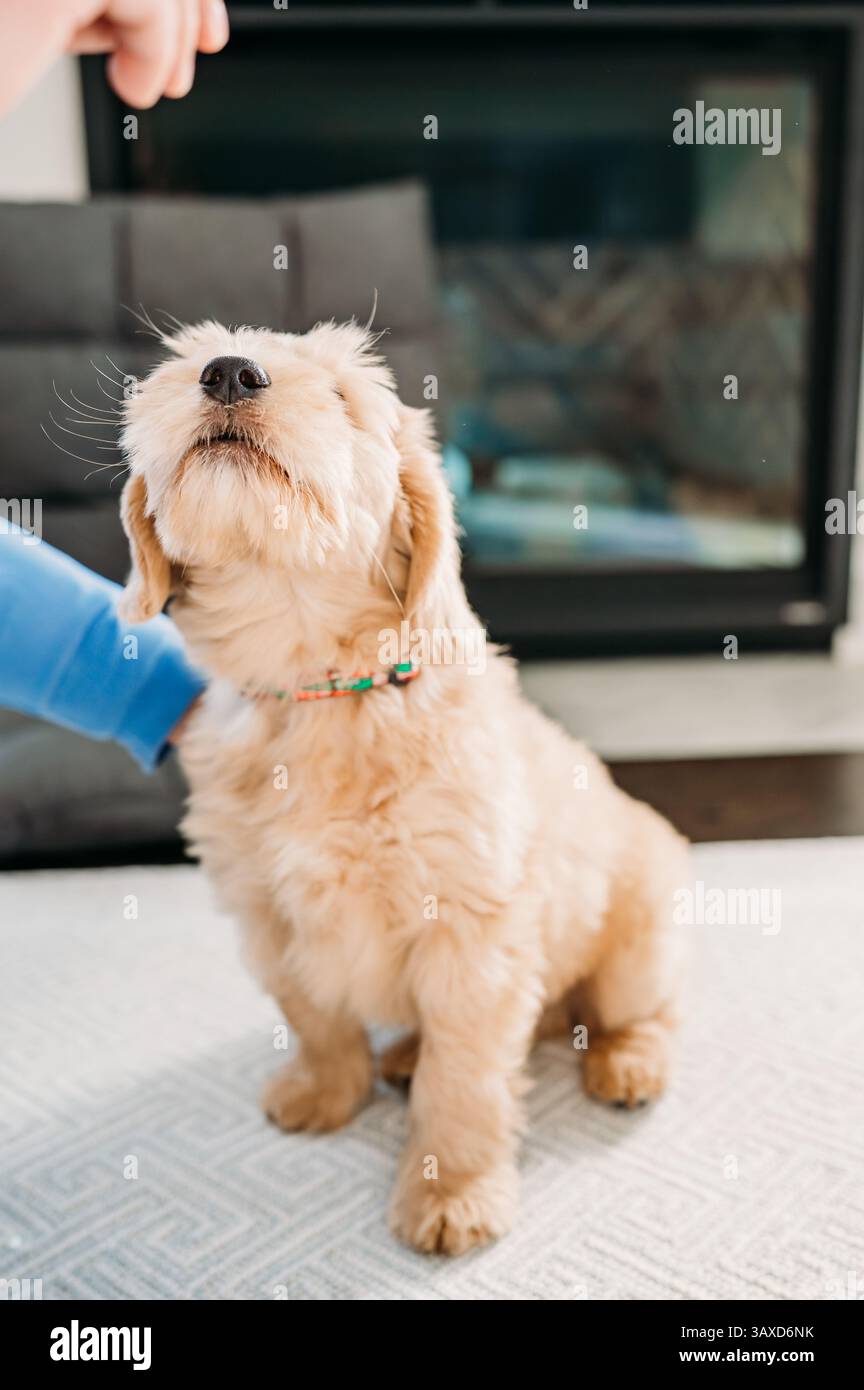 Fluffy puppy being held and trained indoors with human interaction ...