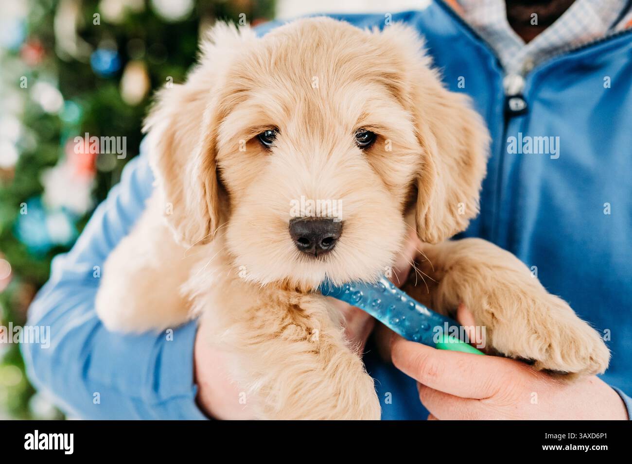 Human and pet interaction hi-res stock photography and images - Alamy