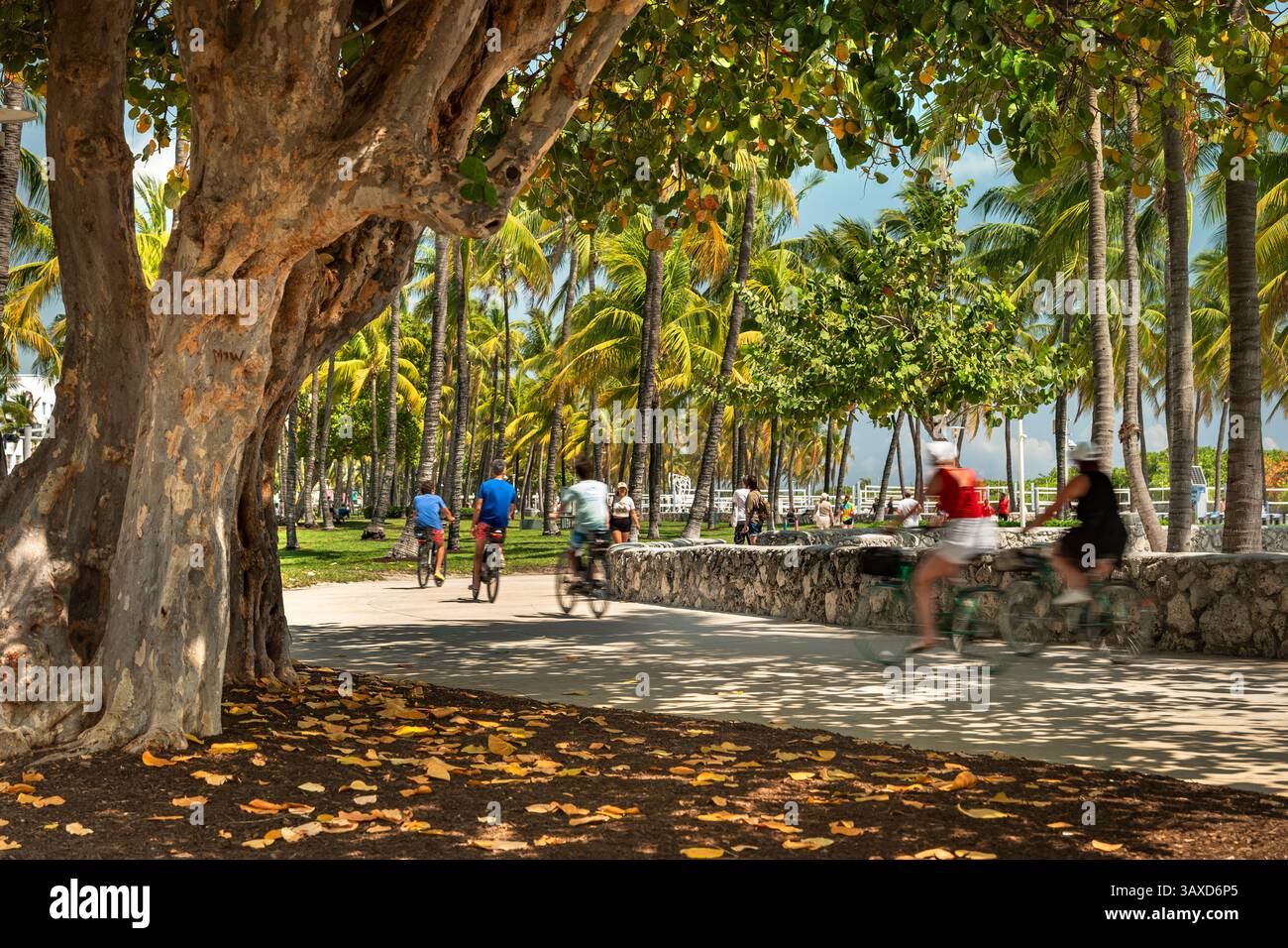 South Beach Miami Florida people biking along beachside pathways Stock ...