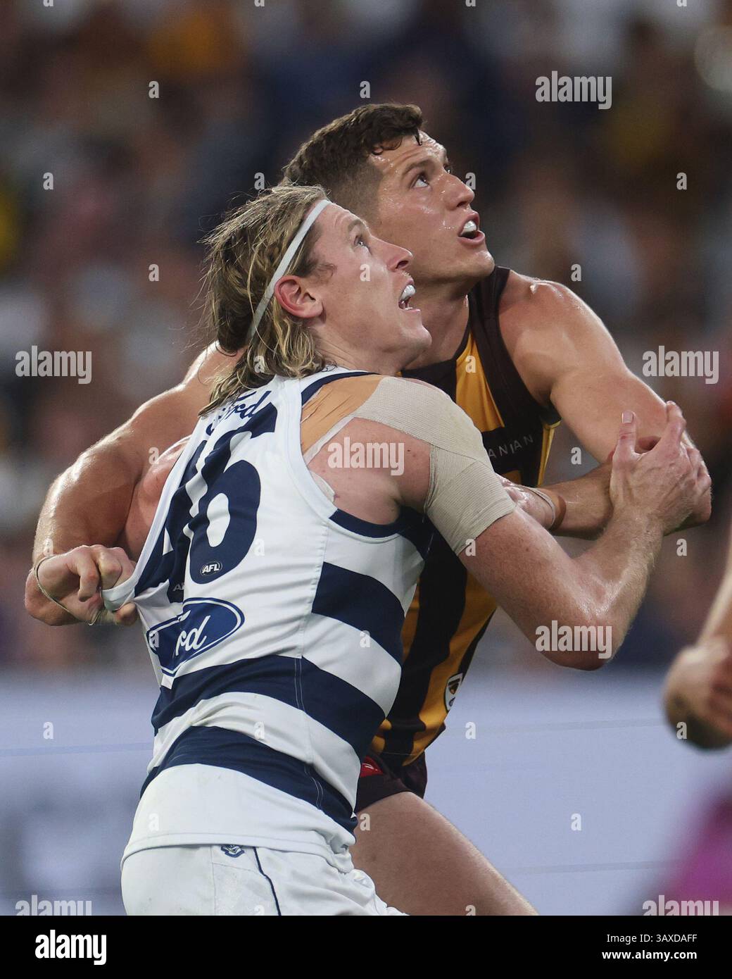Mark Blicavs of the Cats and Lloyd Meek of the Hawks contest the ruck ...