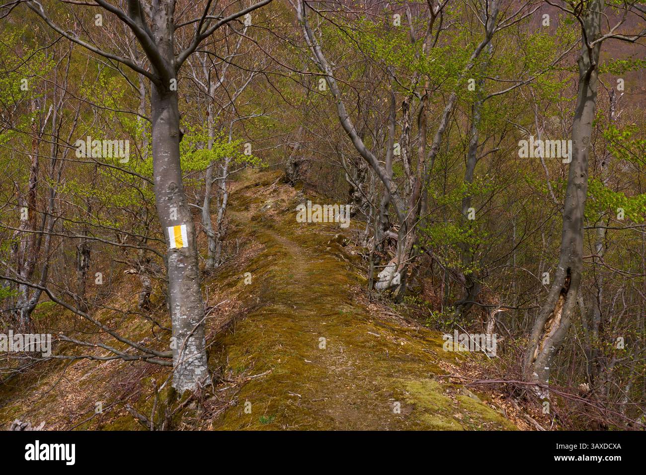 Marked hiking trail winding through early spring beech forest with moss ...