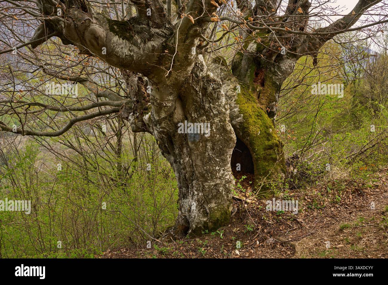 Old hollow tree with moss-covered trunk surrounded by forest vegetation ...