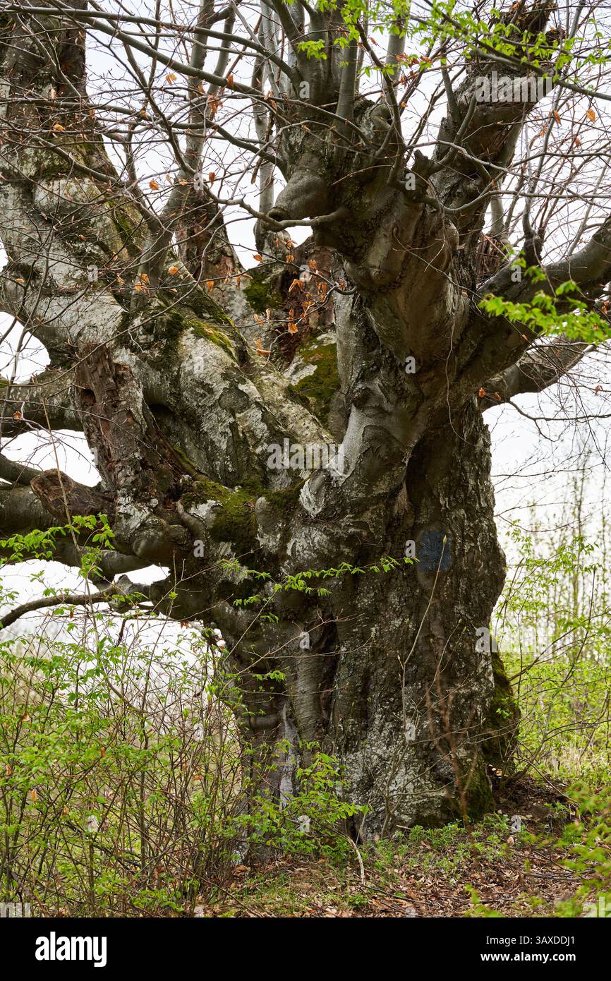 Gnarled ancient tree trunk with moss and emerging spring foliage in a ...