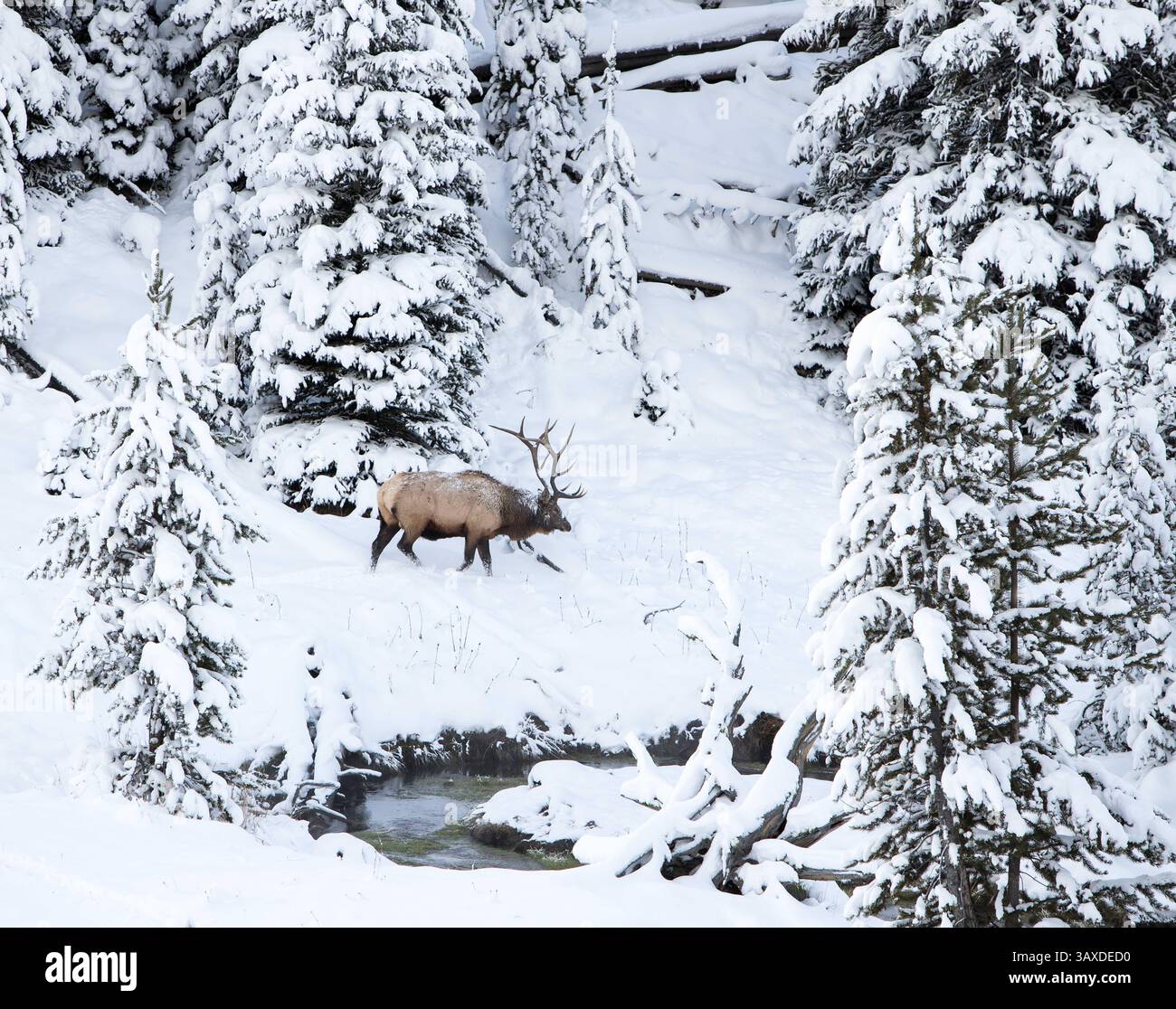 Elk walks in snowy forest hi-res stock photography and images - Alamy