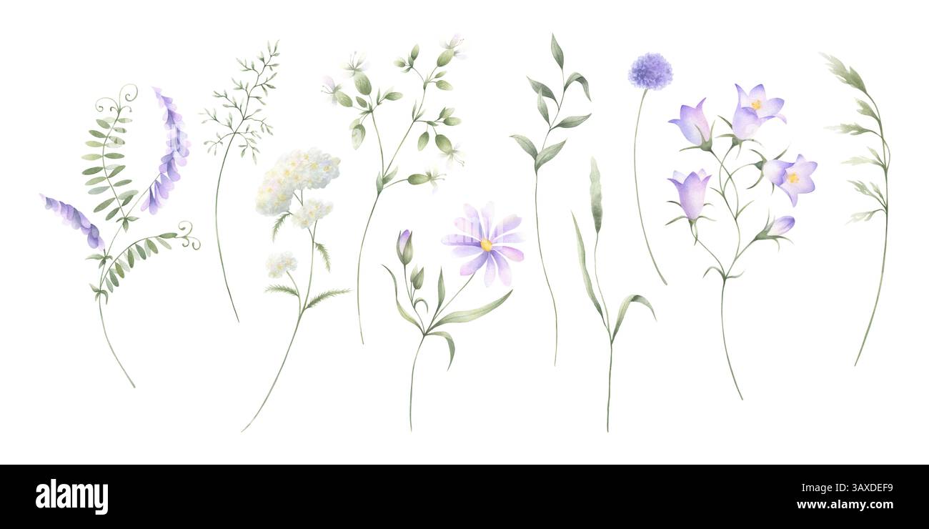 Wildflowers bellflower, mouse pea, yarrow and meadow grasses. Hand ...