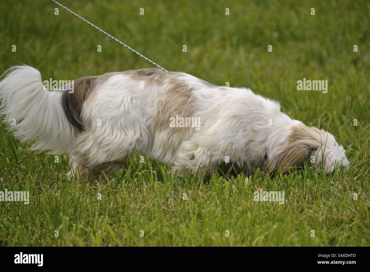 During search rescue training hi-res stock photography and images - Alamy