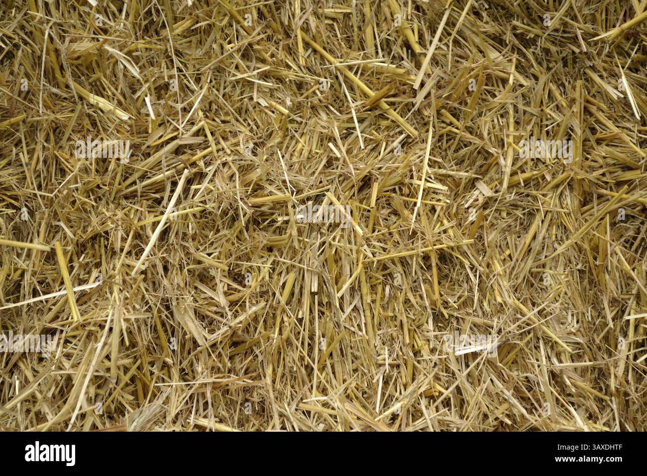 Pressed straw background - landscape format Stock Photo - Alamy