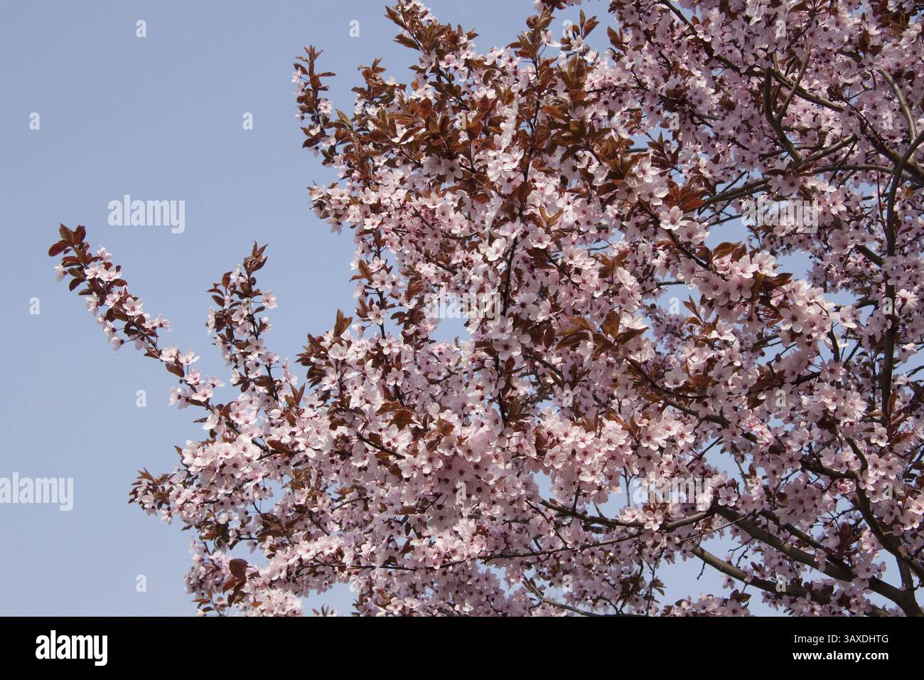 Close-up of a flowering ornamental cherry tree in spring Stock Photo ...