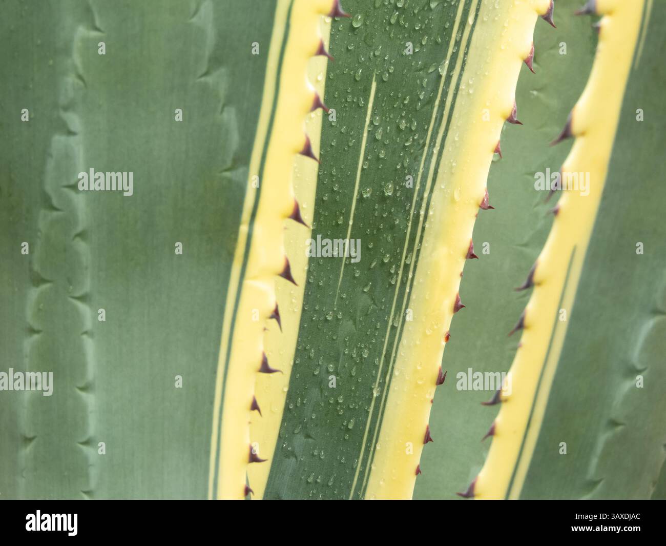 Agave plant spiky yellow green leaves with water drops shallow focus ...