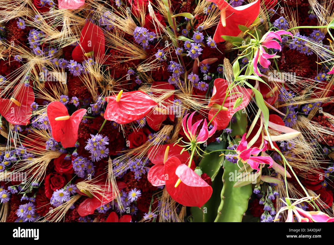 background red and purple flowers and ears of wheat. flower arrangement ...