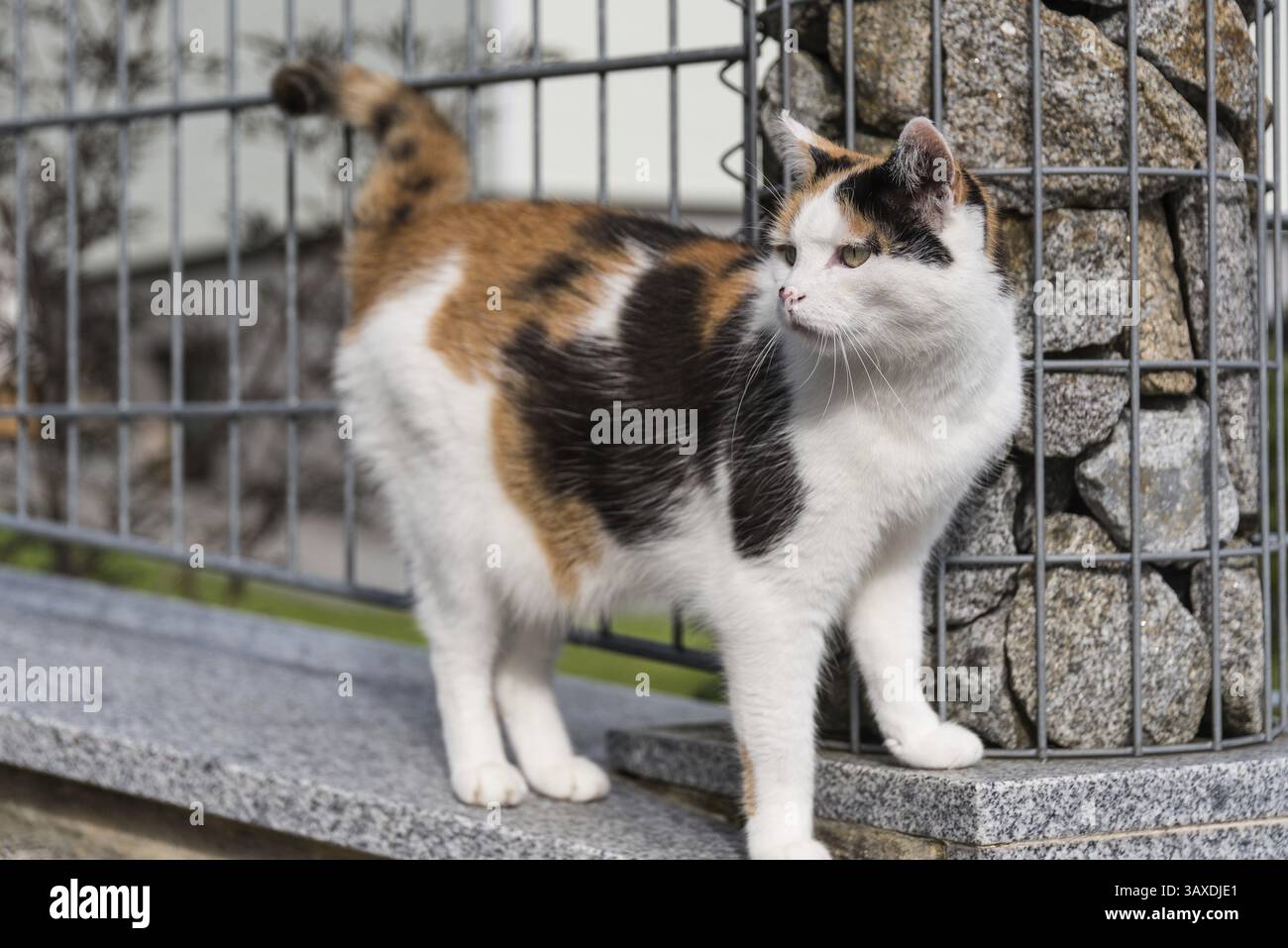 Tricoloured house cat and at the same time outdoor cat - let it run ...