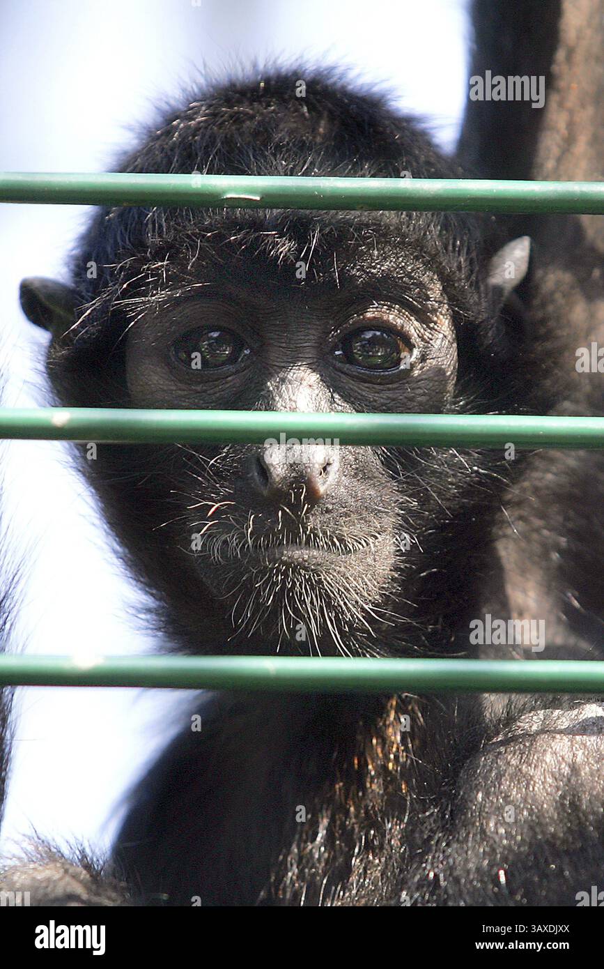 Ateles fusciceps, brown-headed spider monkey Stock Photo - Alamy