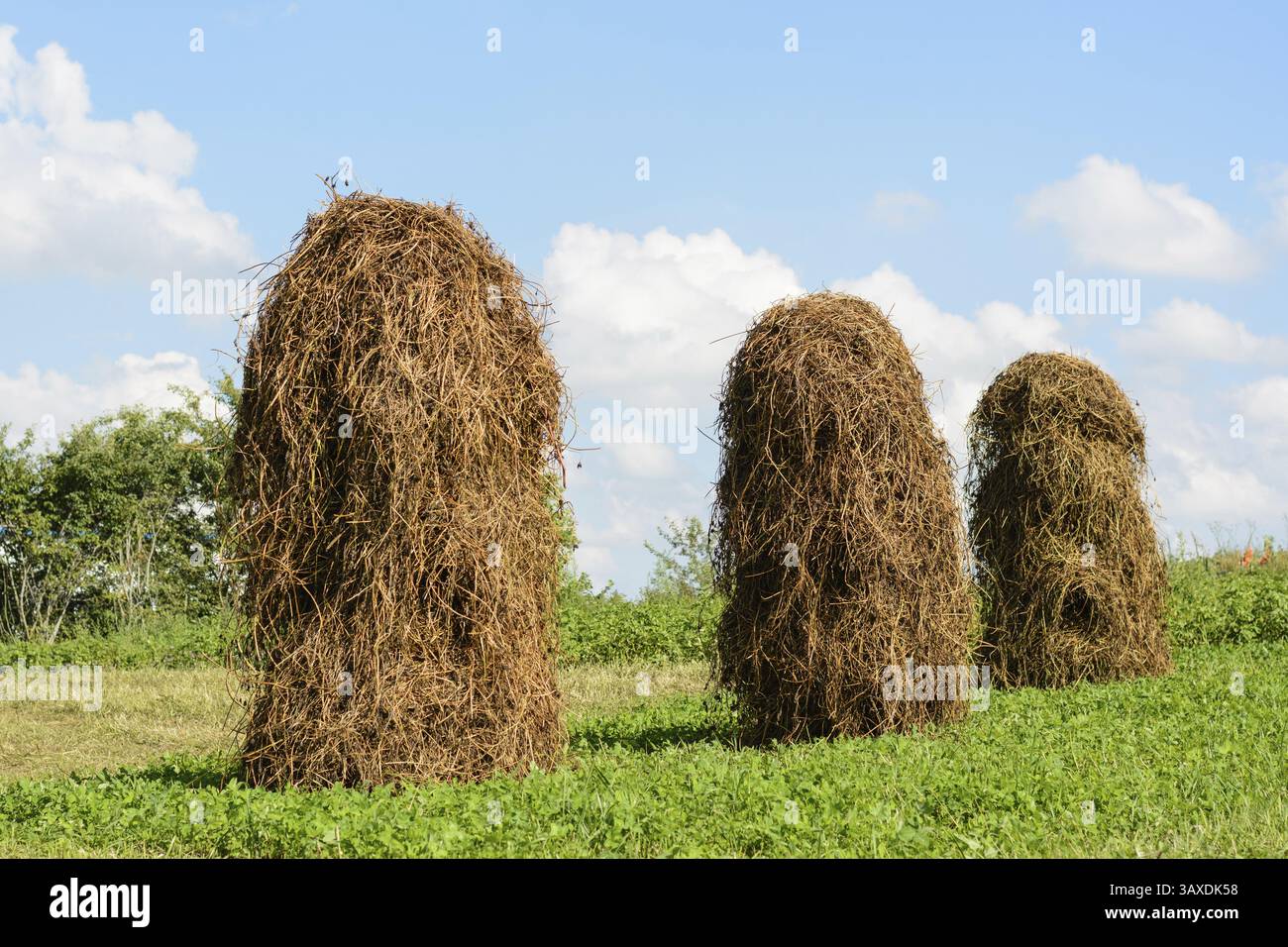 Haystacks jacked up into haystacks for drying in the agricultural ...