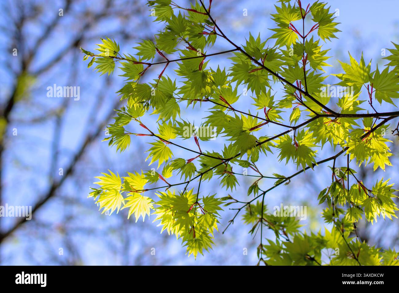 Acer shirasawanum ornamental decorative plant. Japanese maple leaves ...