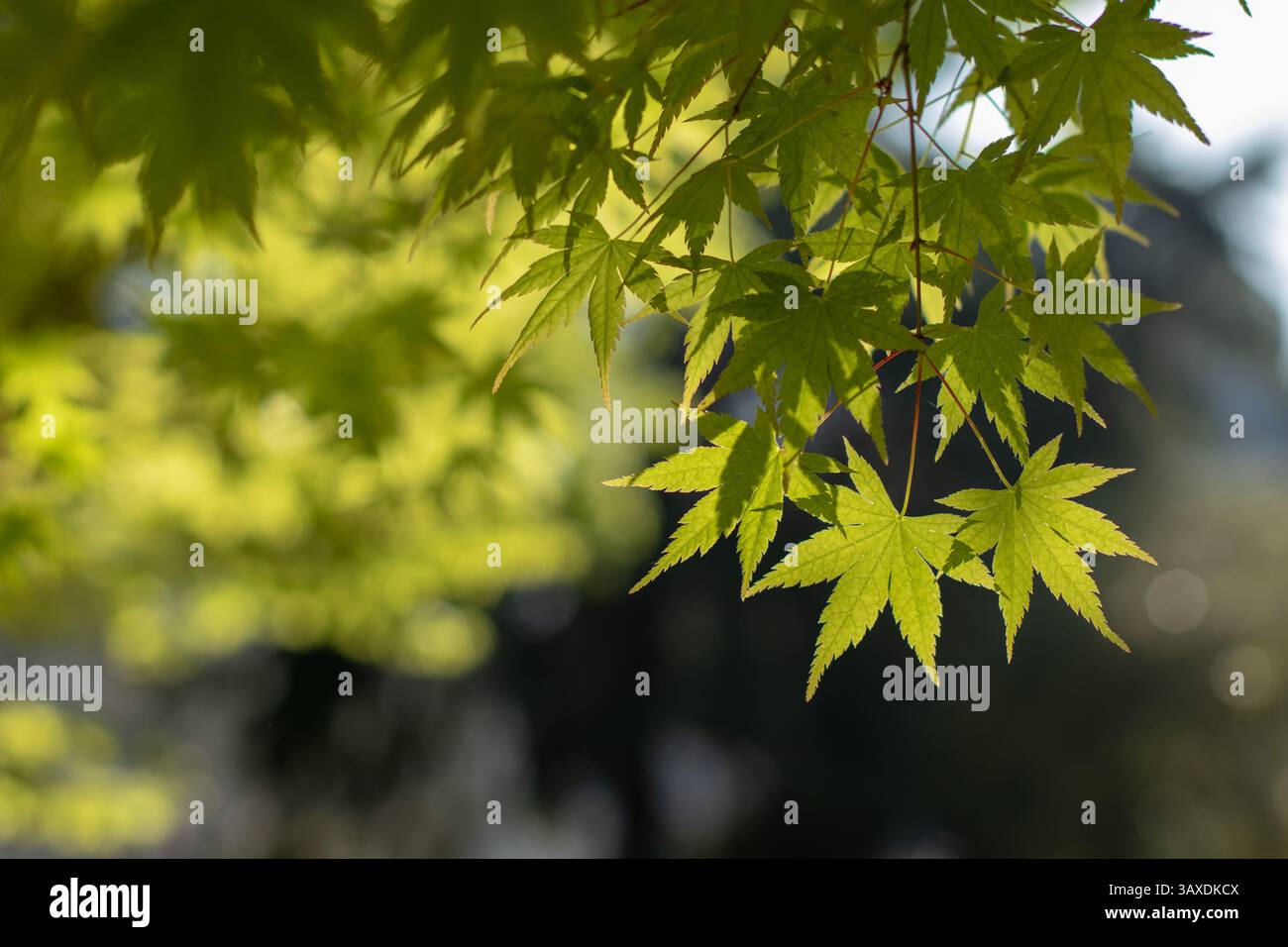 Japanese maple leaves. Palmate maple bright green young foliage in the ...
