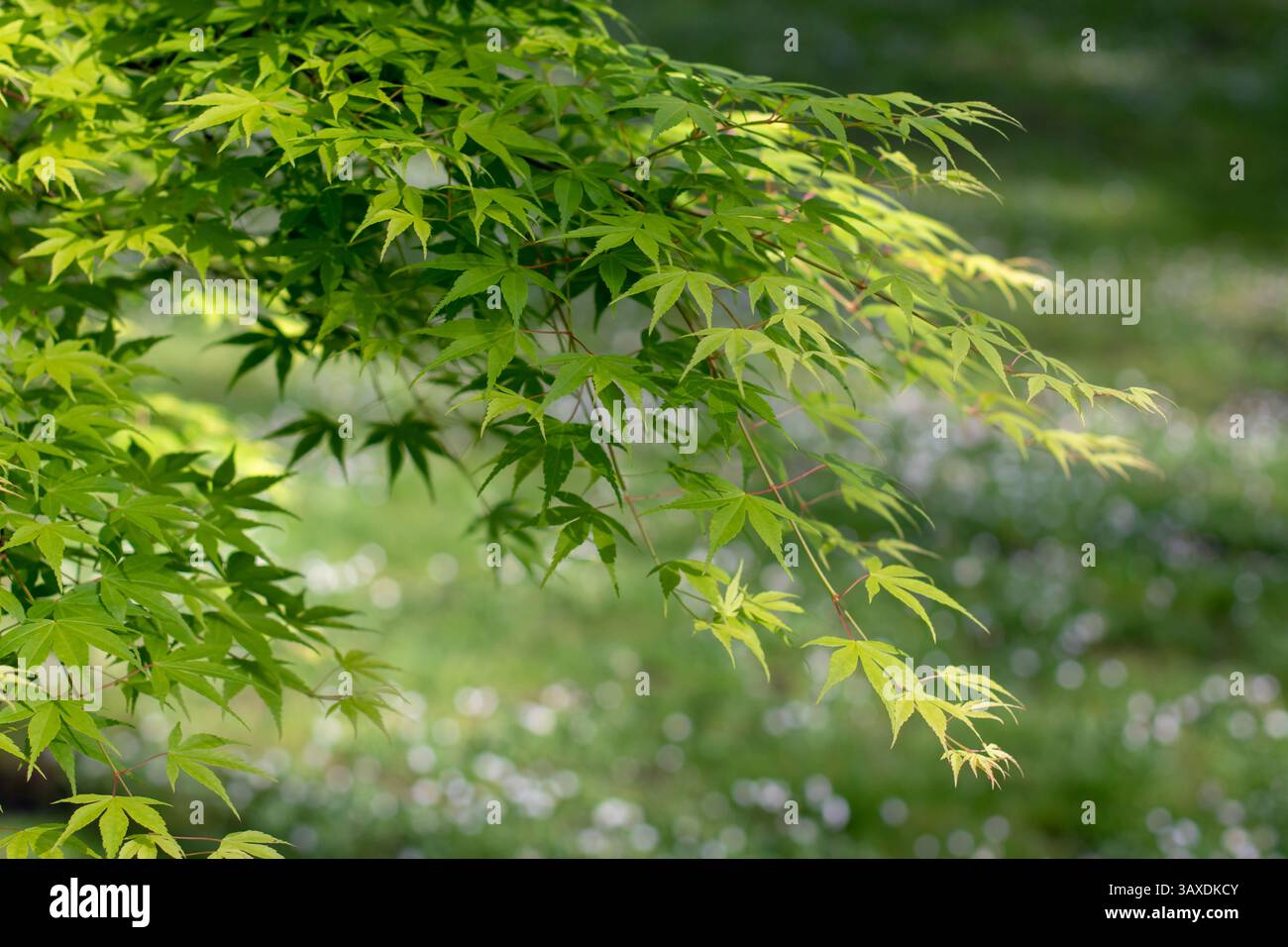 Japanese maple leaves. Smooth Japanese maple tree branches on the ...