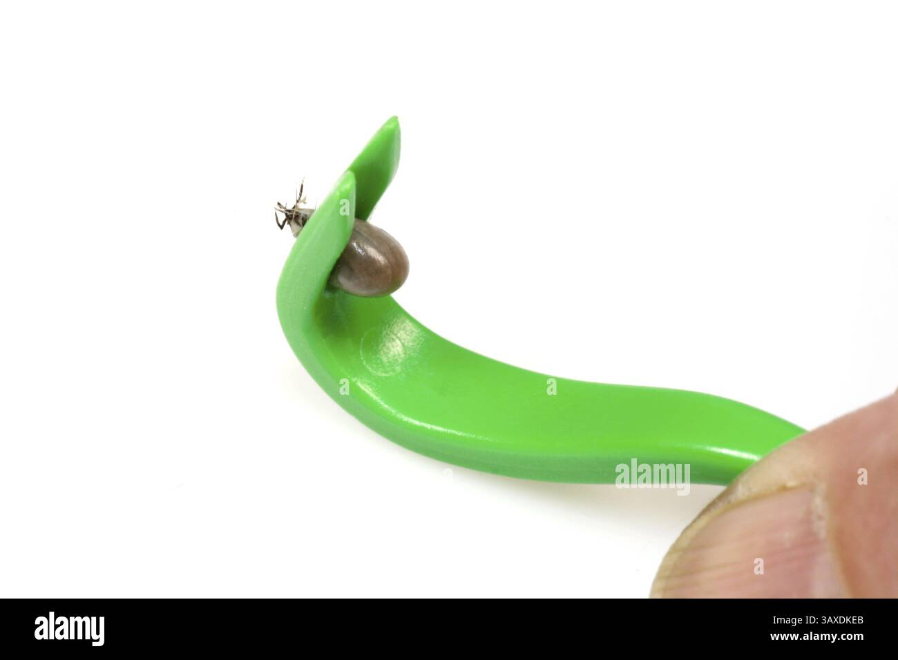 Tick in a tick forceps in front of a white background Stock Photo - Alamy