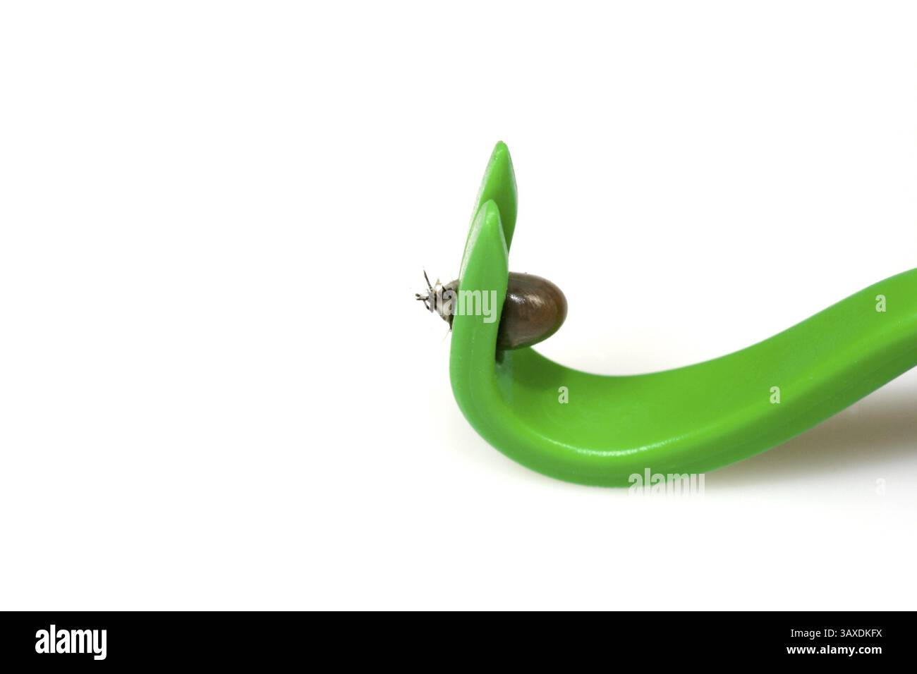 Tick in a tick forceps in front of a white background Stock Photo - Alamy