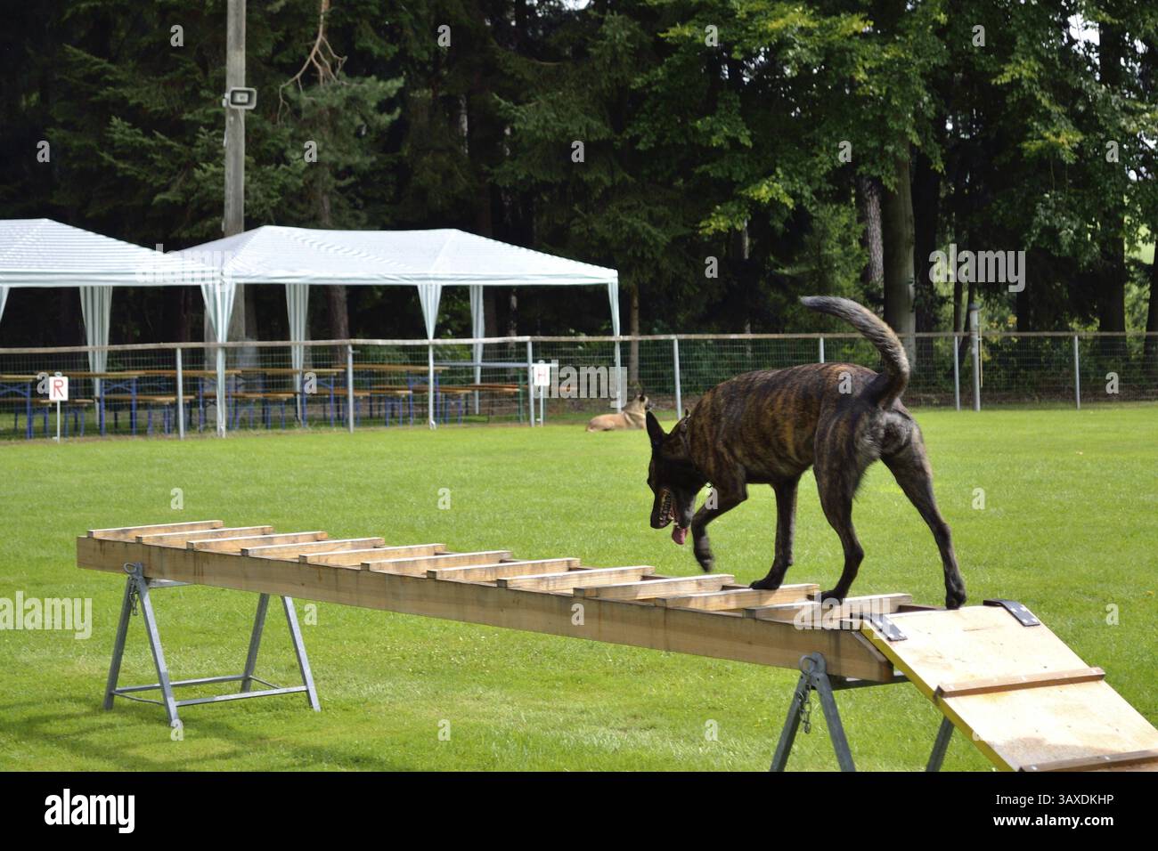 Dutch shepherd training via rescue ladder Stock Photo - Alamy