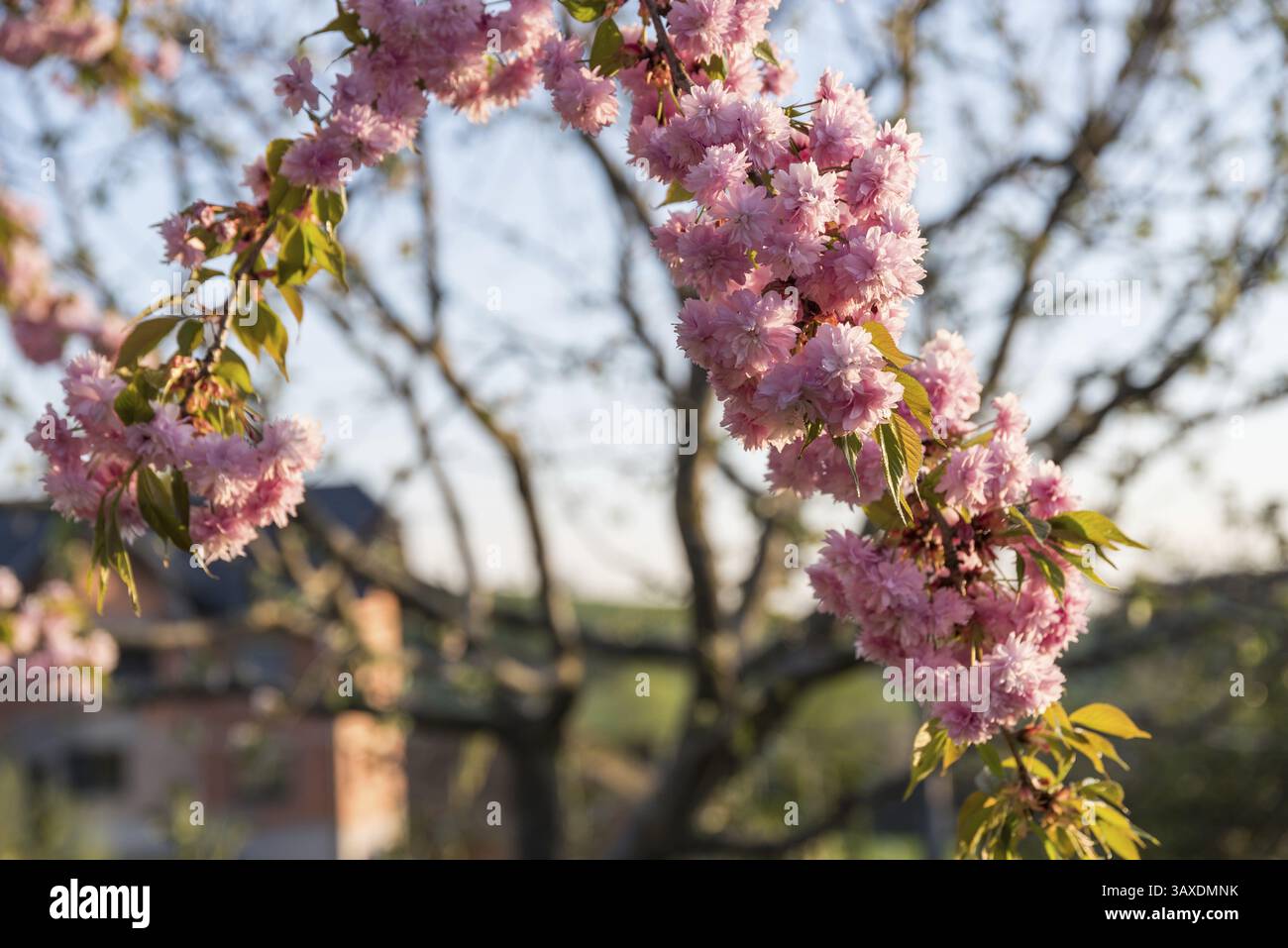 Close-up of Japanese flowering cherry - rose plant flowering ornamental cherry Stock Photo - Alamy