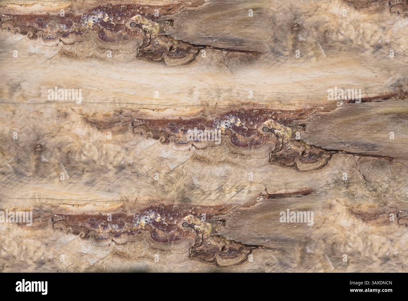 Grain of smooth brown wood surface with knots, resin and pattern as ...