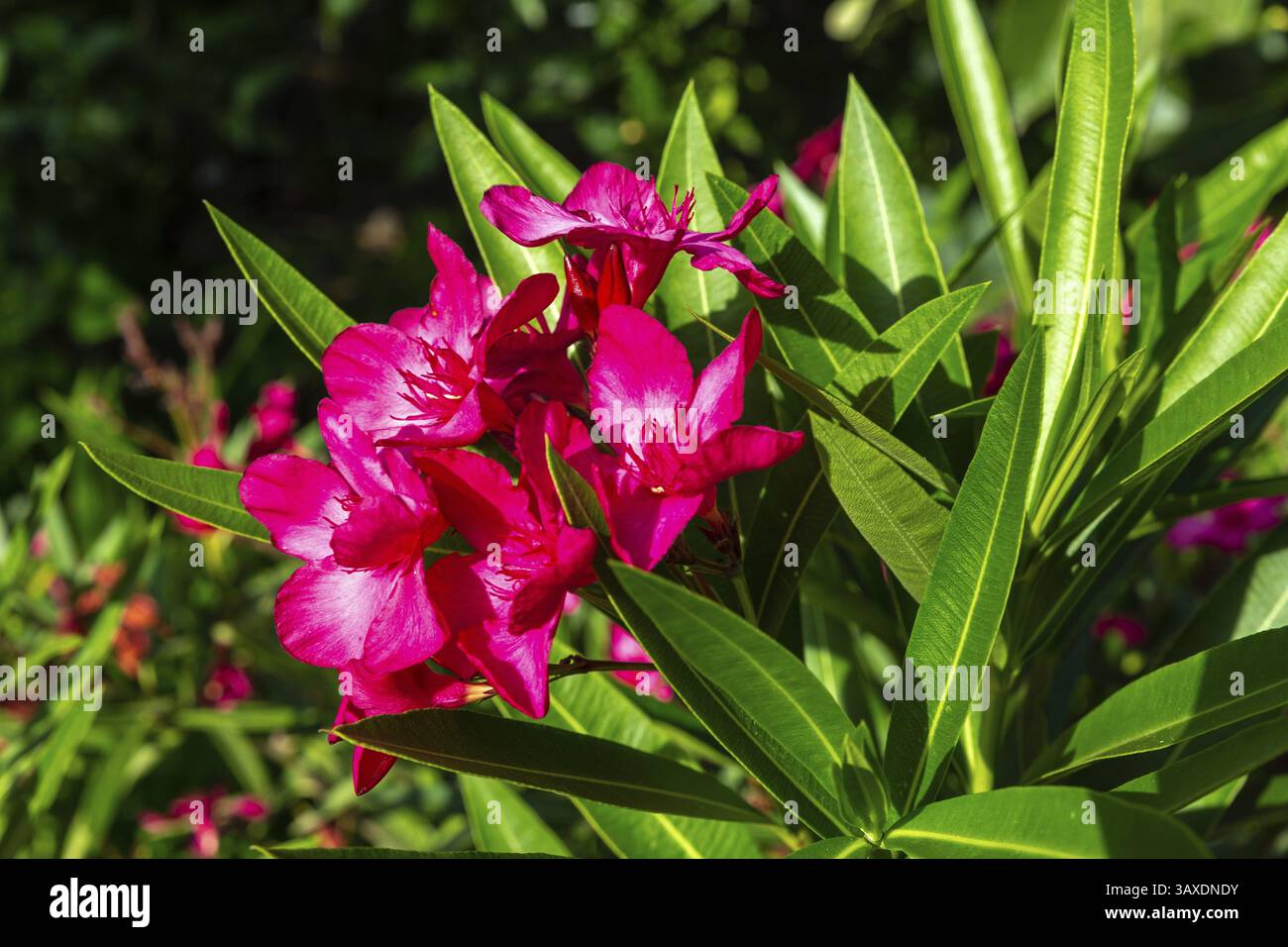 Potted oleander hi-res stock photography and images - Alamy