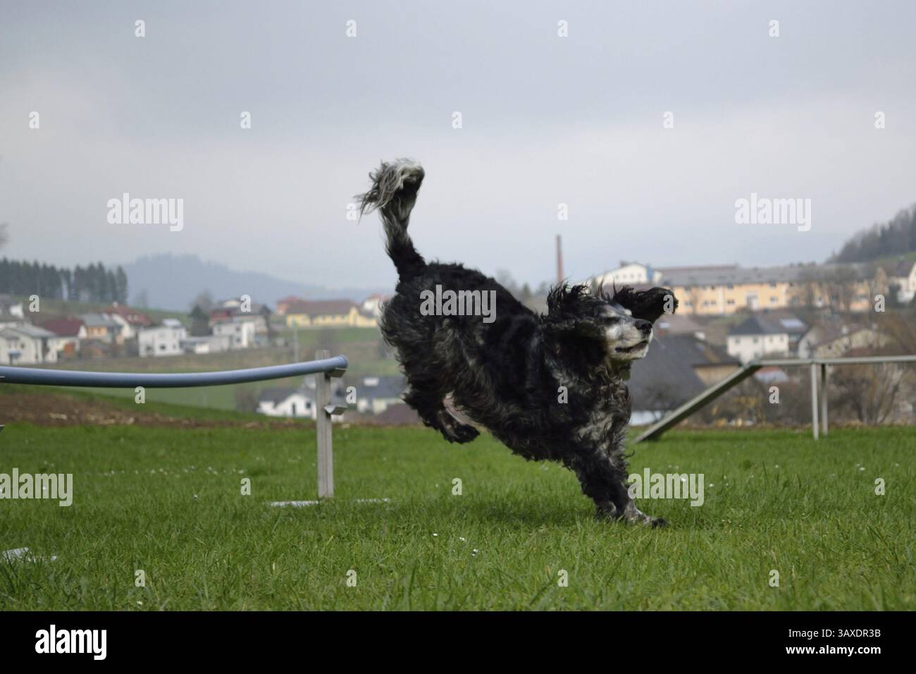 Cocker spaniel dog over hi-res stock photography and images - Alamy