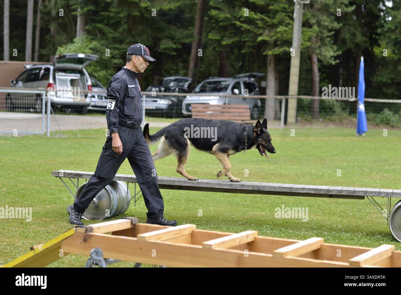 Dog trainer lets sheepdog walk over movable barrel bridge Stock Photo ...