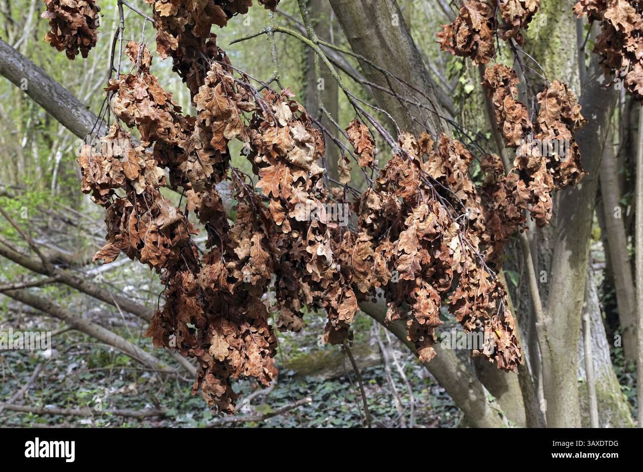 Withered oak leaves hi-res stock photography and images - Alamy