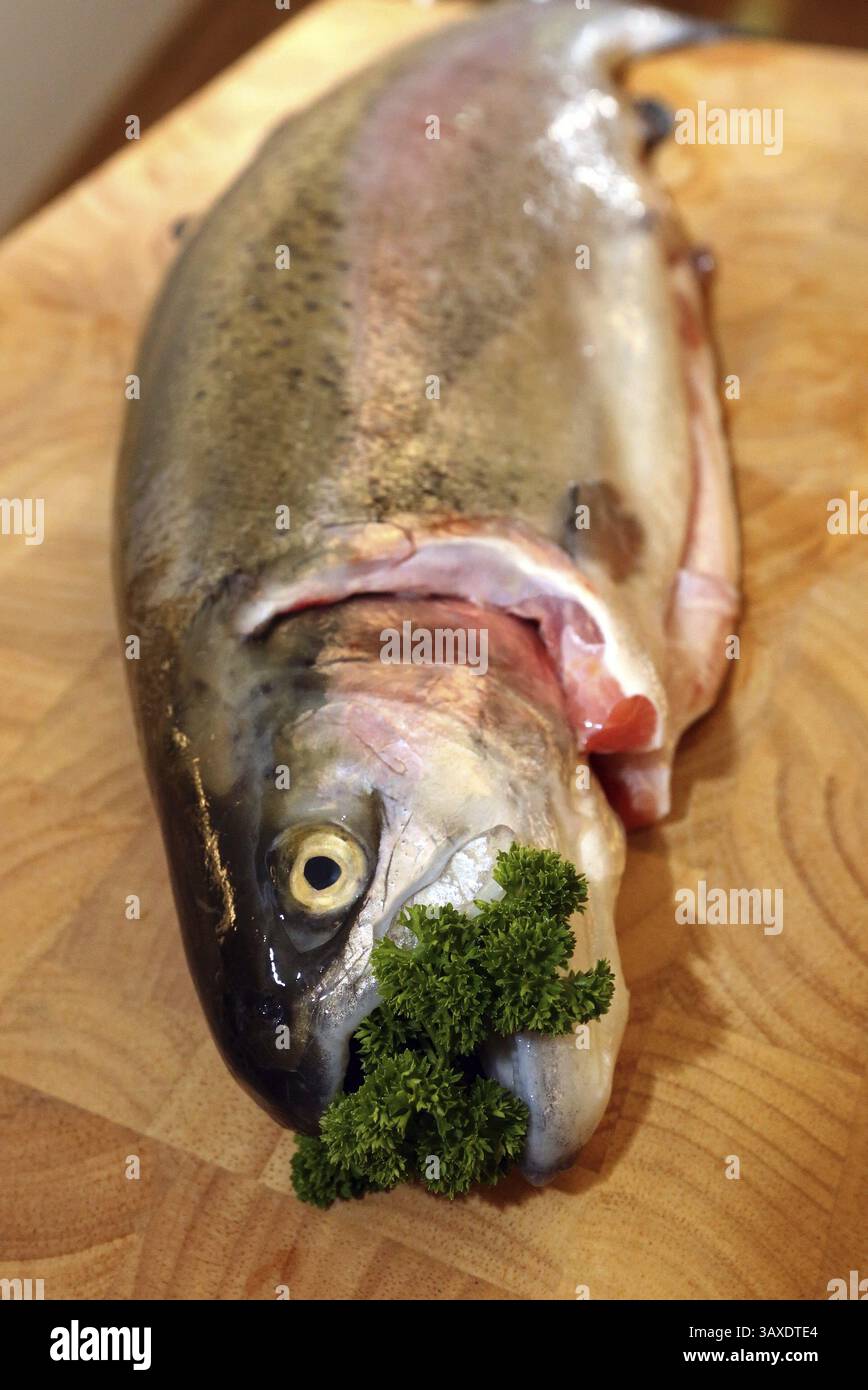 Fresh salmon trout hi-res stock photography and images - Alamy