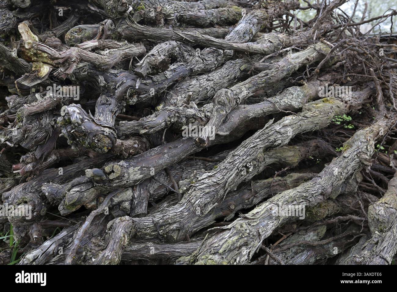 Gnarls hi-res stock photography and images - Alamy