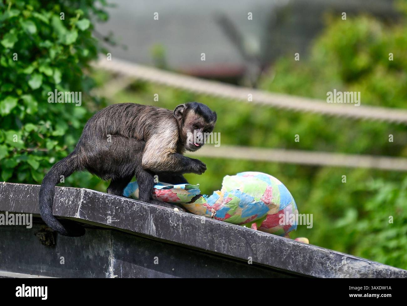 Tufted capuchin (Sapajus apella apella)s seen with a papier-mache ...