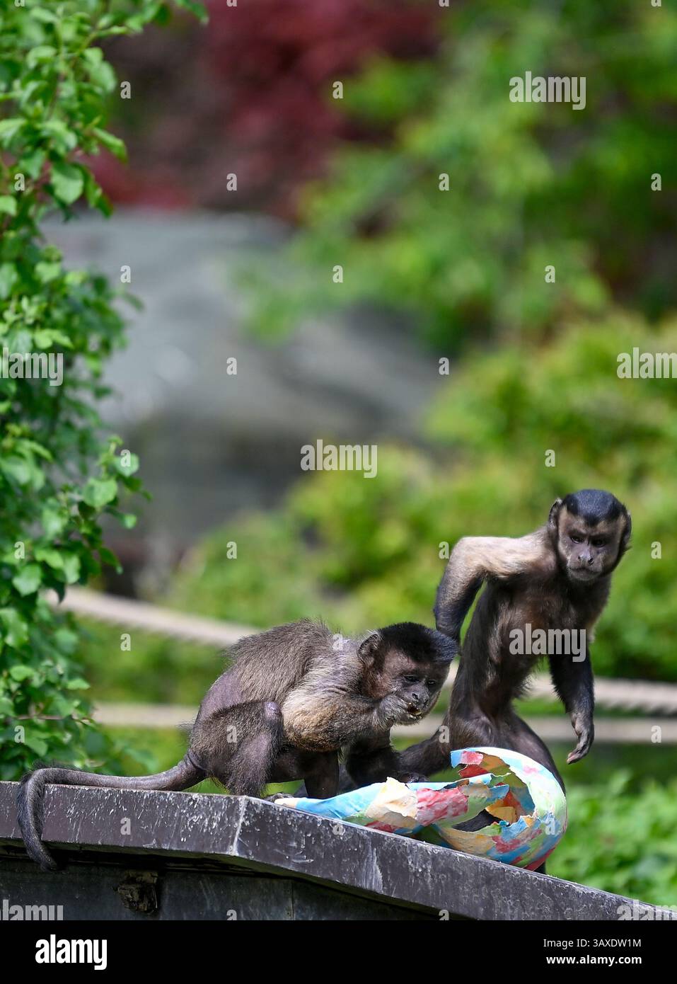 Tufted capuchin (Sapajus apella apella)s seen with a papier-mache ...