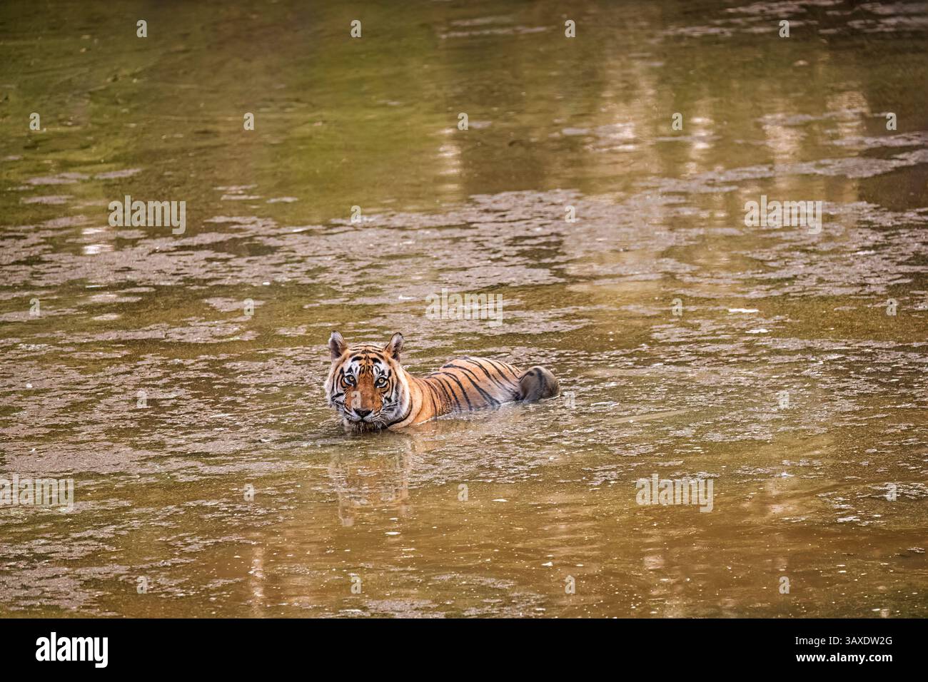 A male Bengal tiger (Panthera tigris) cooling in water in a waterhole ...