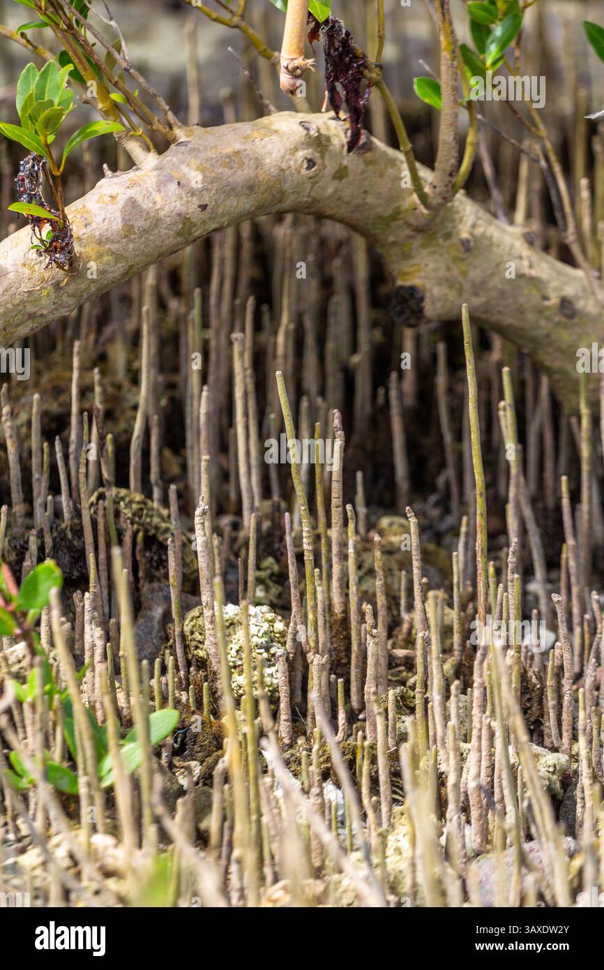Tangled mangrove roots at Bakhawan EcoPark in Kalibo, Aklan showcase ...