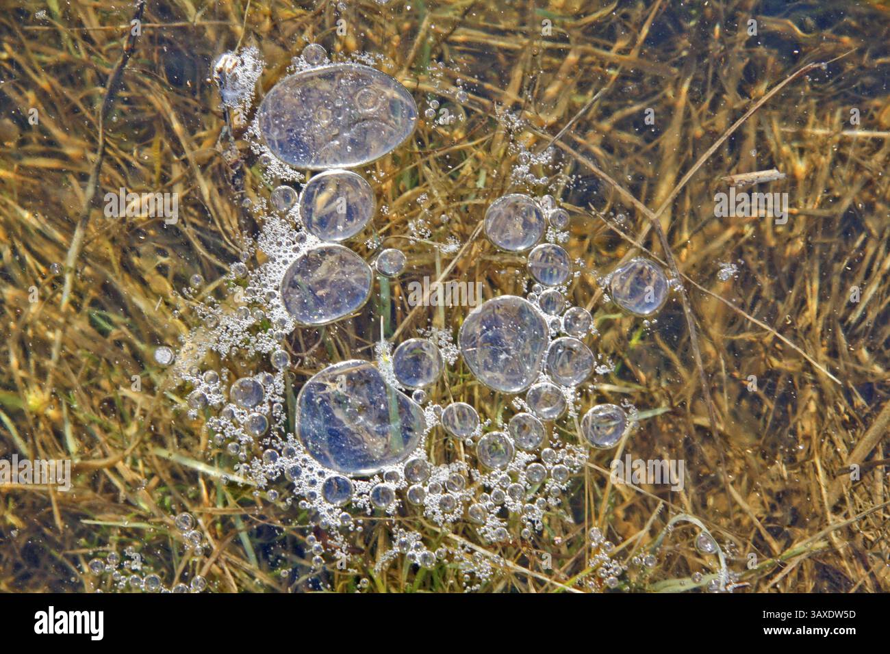Air pockets in a frozen puddle Stock Photo - Alamy