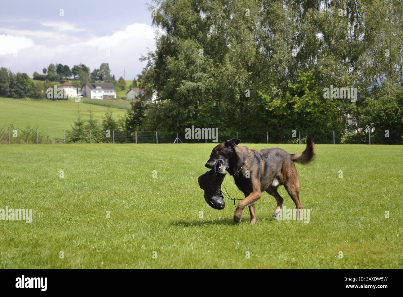 Dog hiking boots hi-res stock photography and images - Alamy