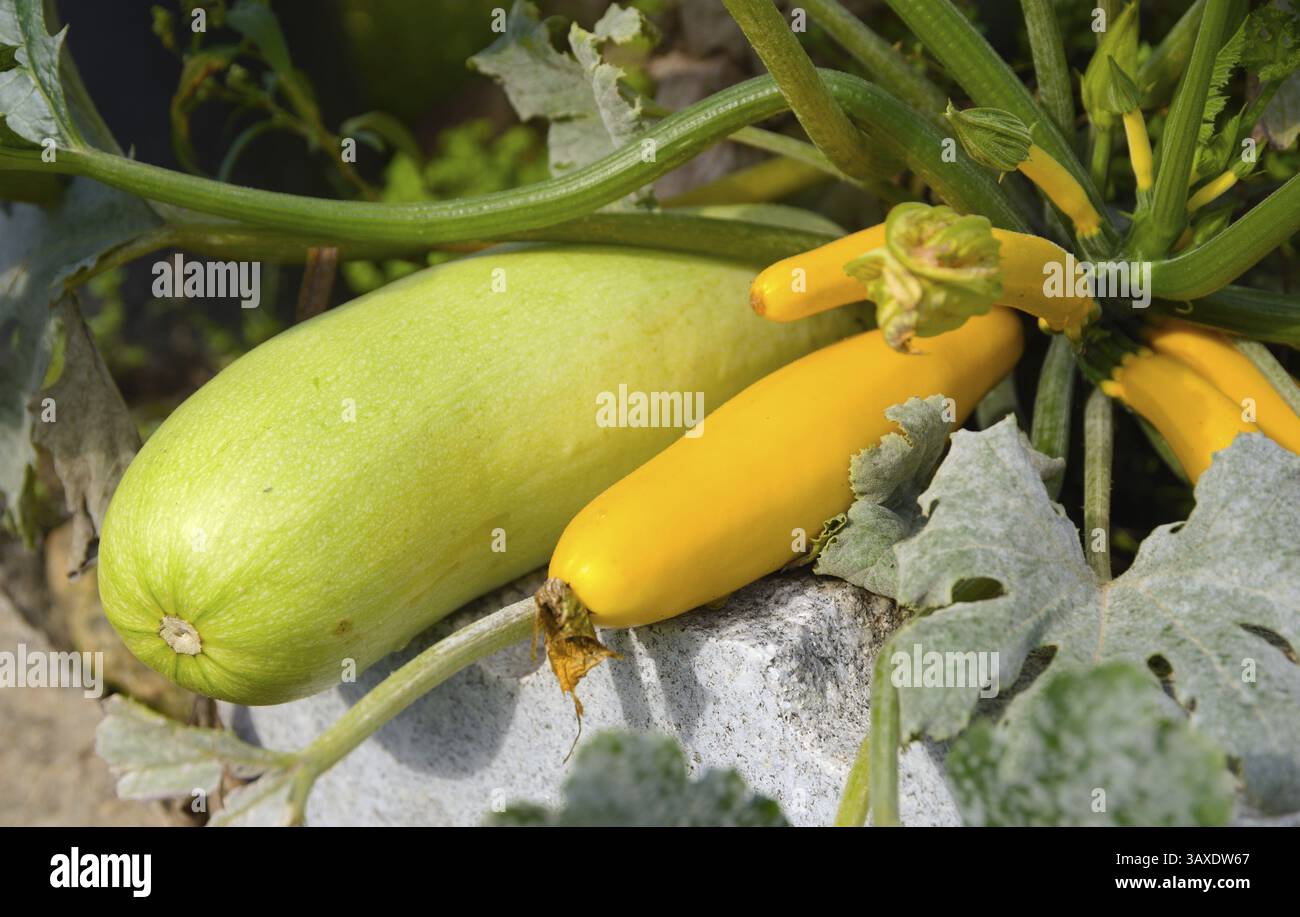 Yellow and green courgettes ripe for harvesting in the garden - organic ...