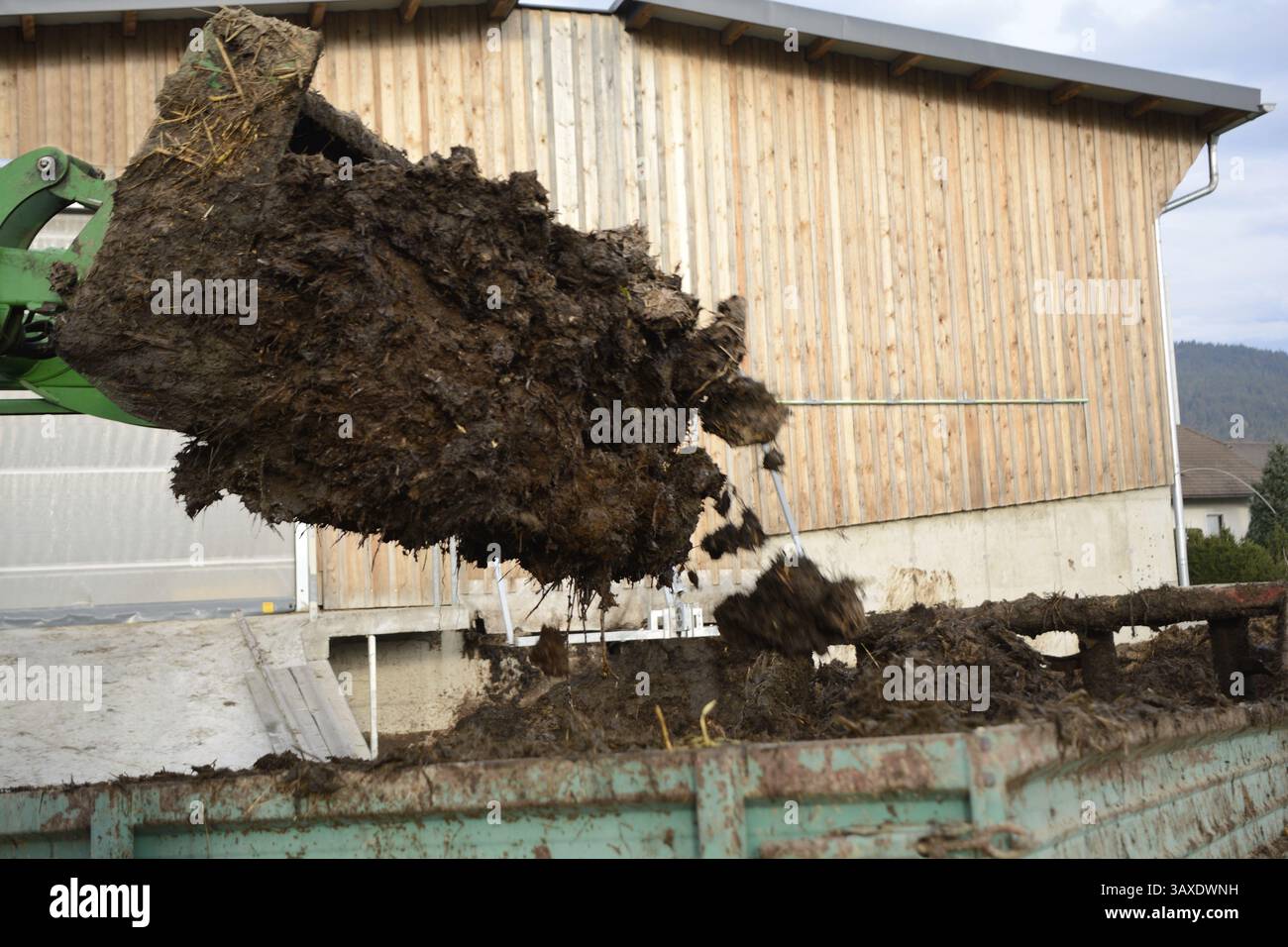 Stable manure is loaded into the manure spreader with a tractor Stock ...